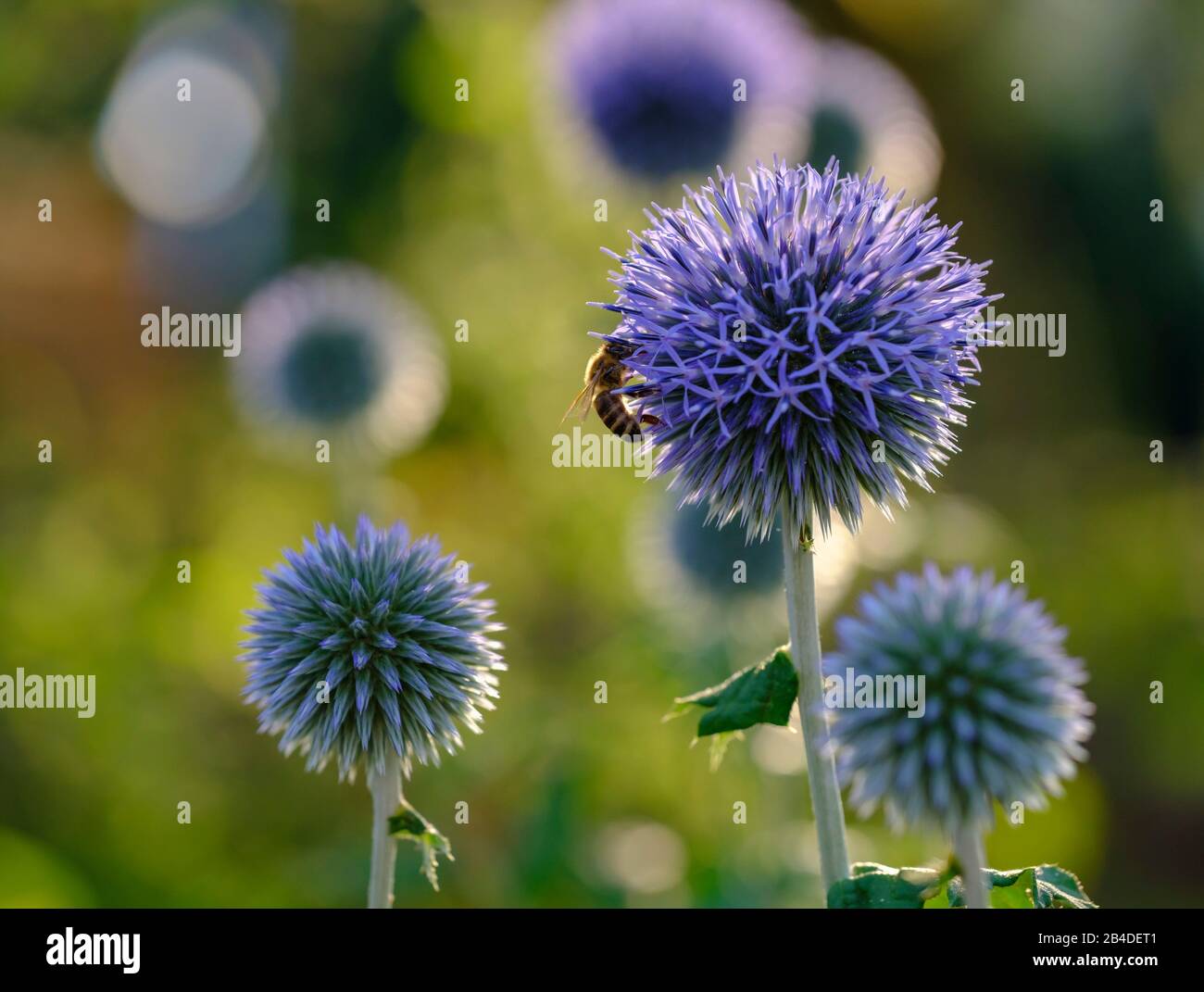 Flower, Globe Thistle (Echinops ritro), Honeybee (Apis mellifera ...