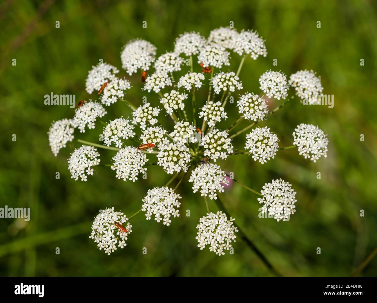 Red soft-beetle (Rhagonycha fulva) on flowers of Umbelliferae ...