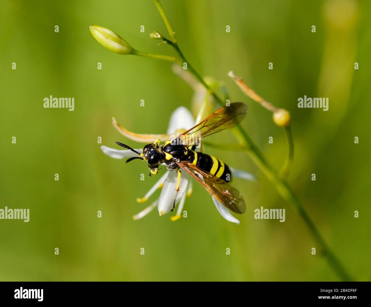 Clay wasp (Ancistrocerus nigricornis), Königsbrunner Heide, Bavaria ...