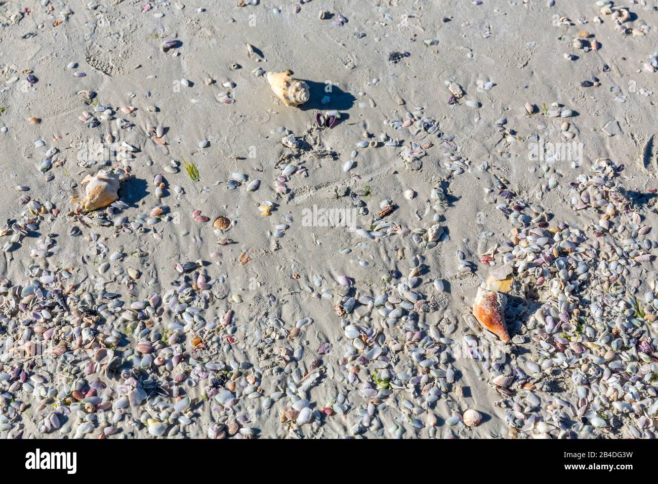 Florida beach shells hi-res stock photography and images - Alamy