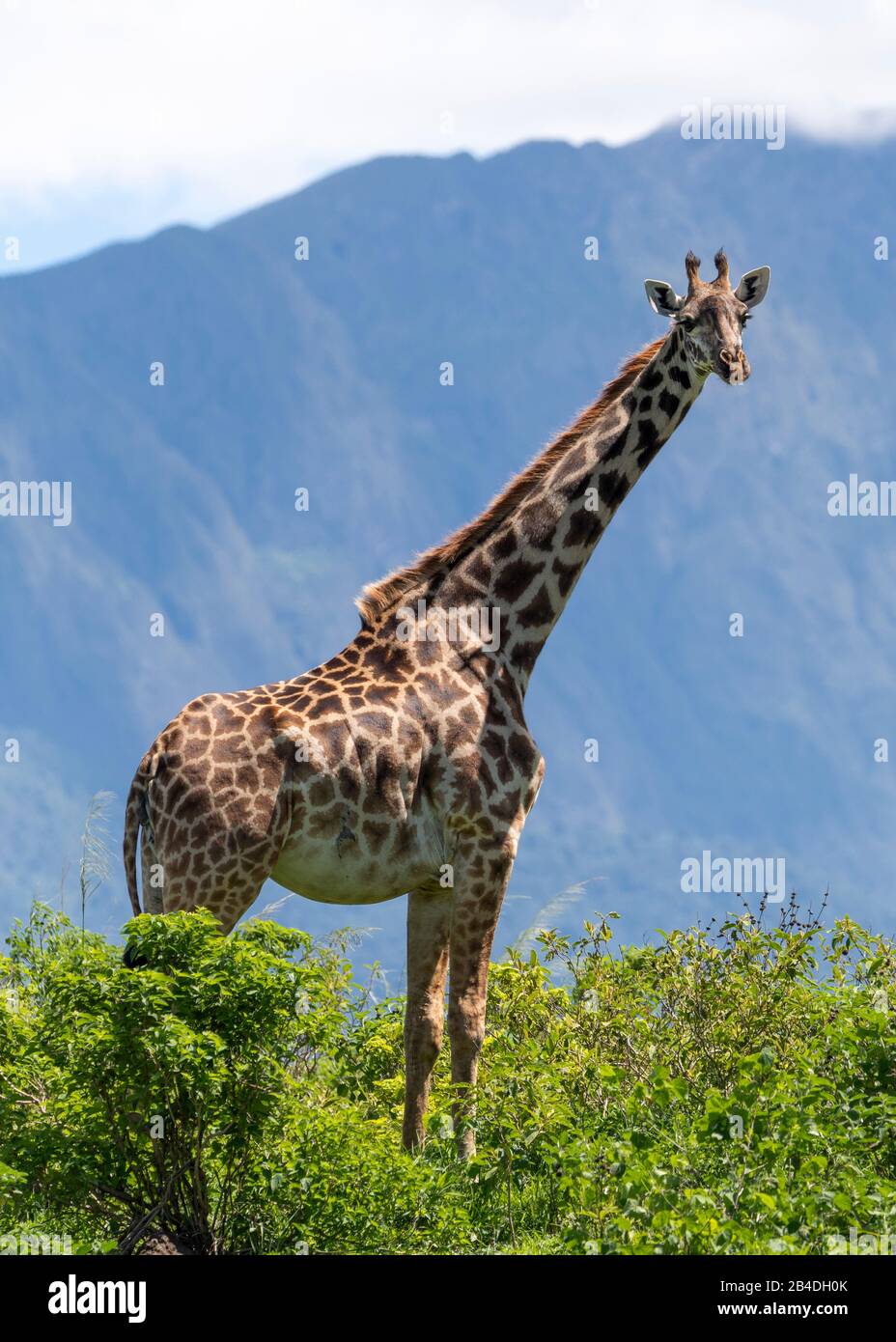 African park ranger hi-res stock photography and images - Alamy