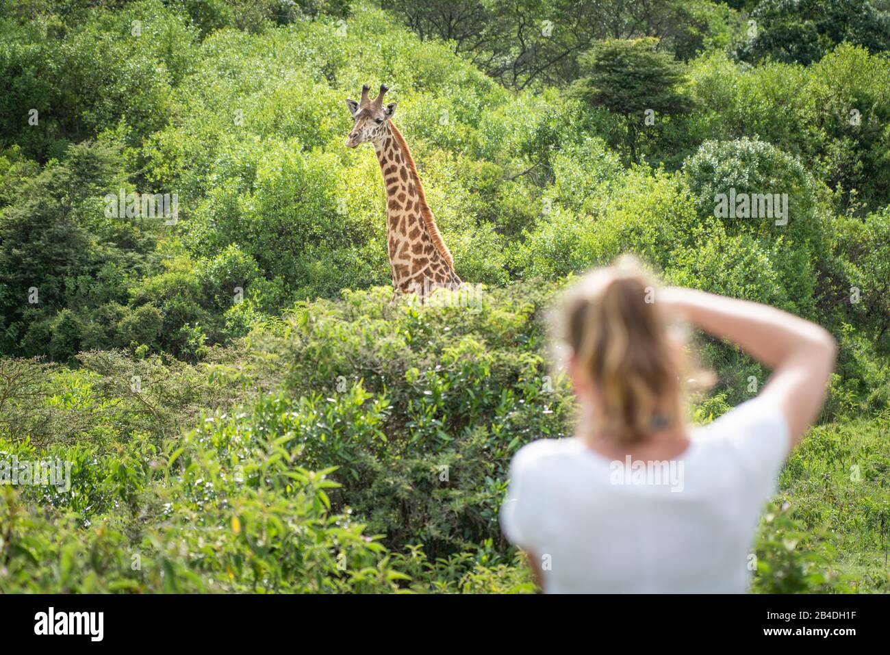 Northern Tanzania, Arusha National Park, woman photographing giraffe in ...