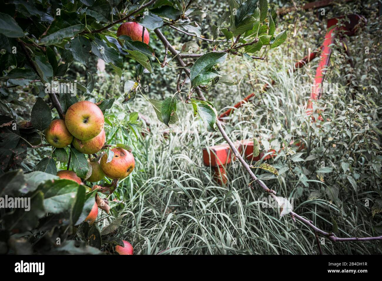 Old apple tree hi-res stock photography and images - Alamy