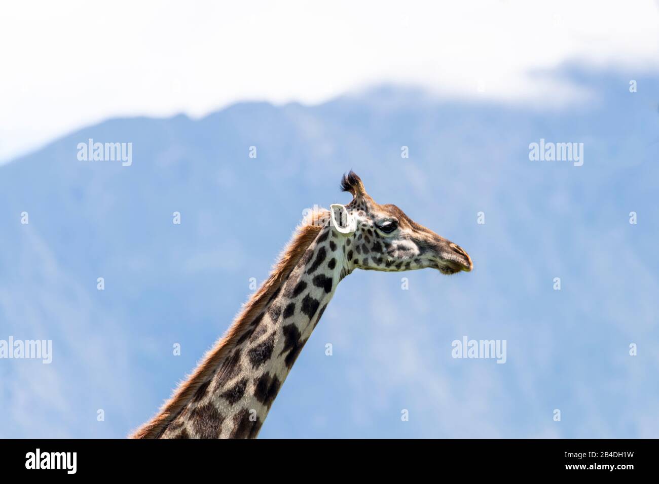 African park ranger hi-res stock photography and images - Alamy