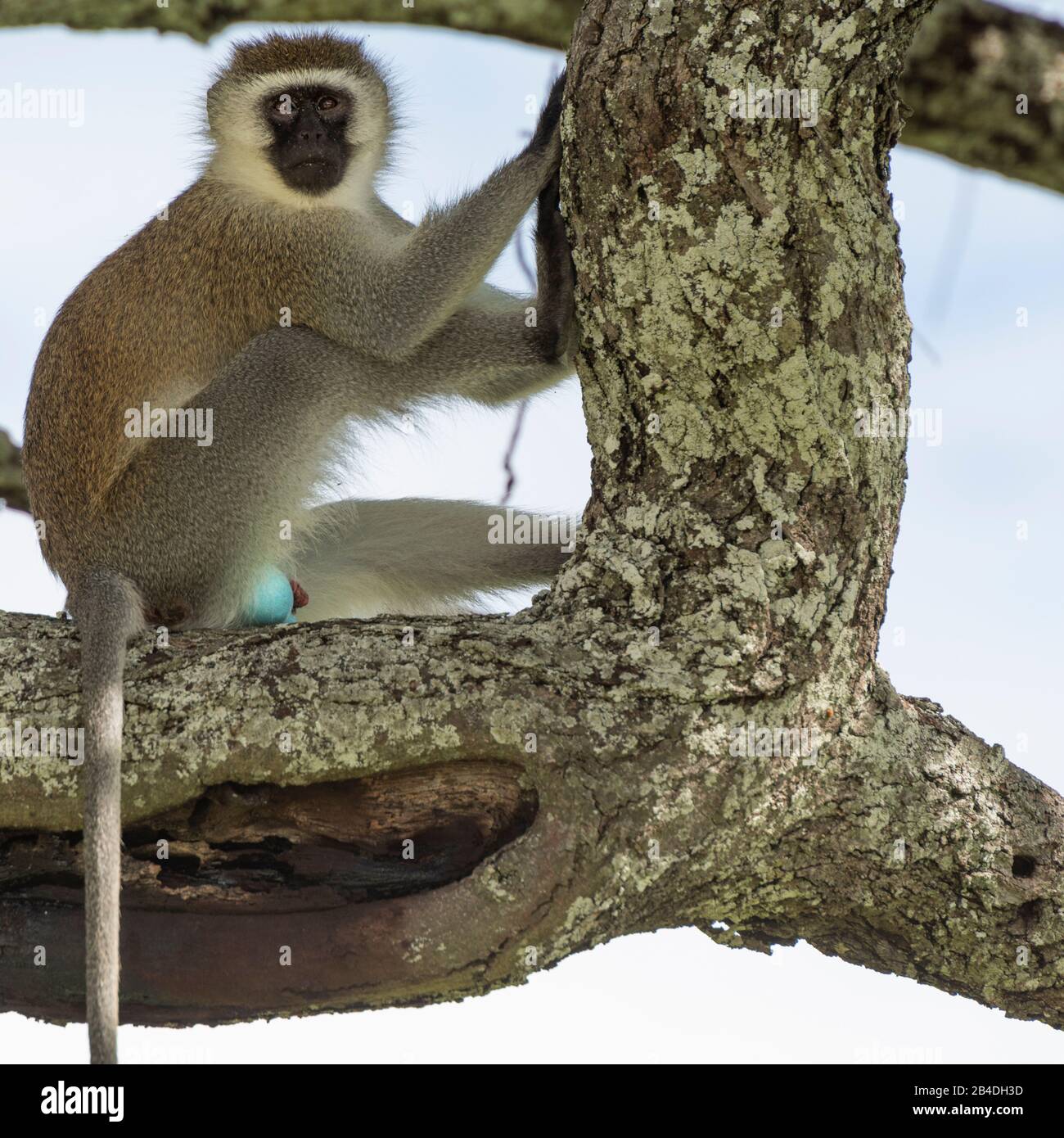 Tarangire national park monkey hi-res stock photography and images - Alamy