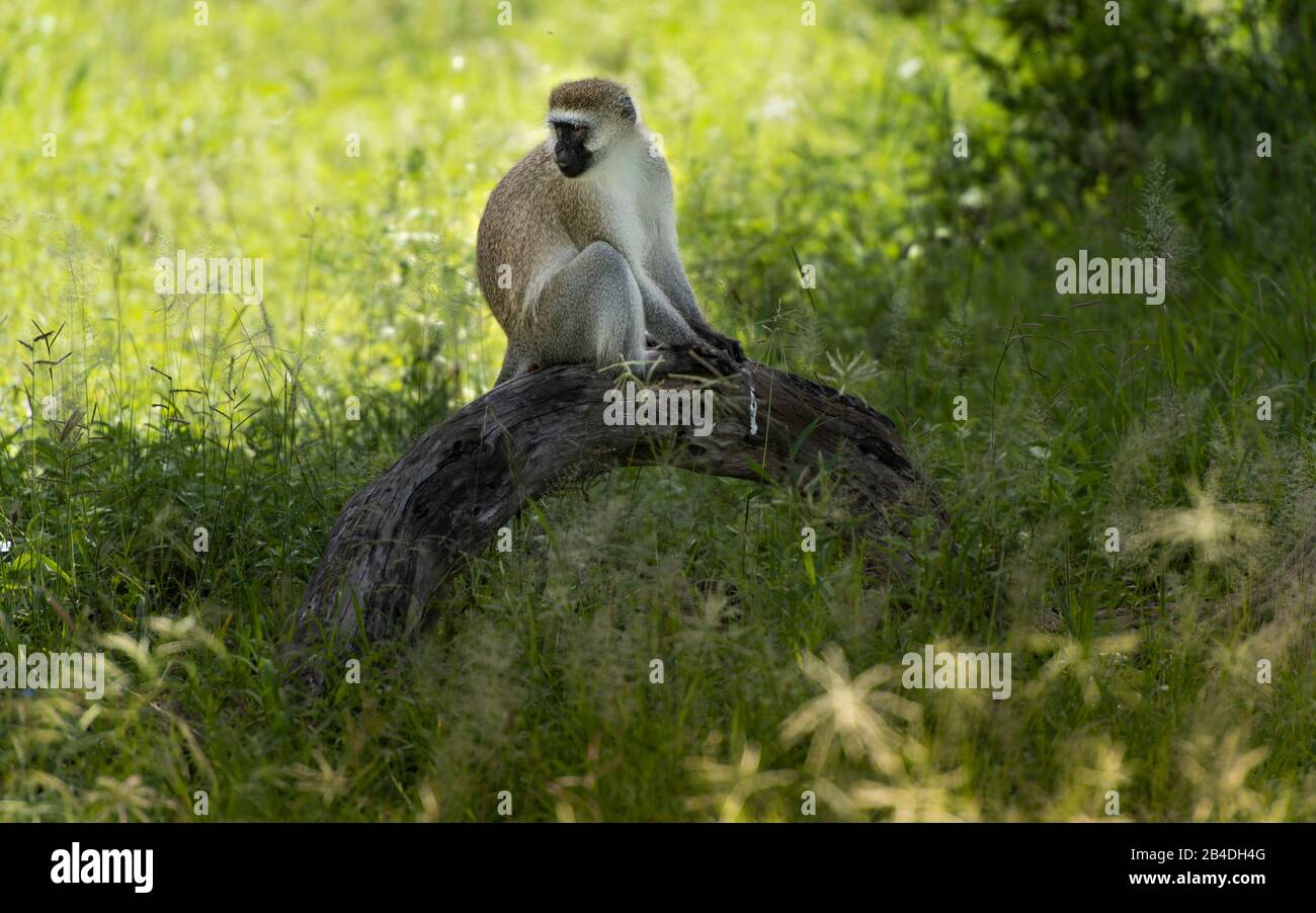 Monkey foot hi-res stock photography and images - Alamy