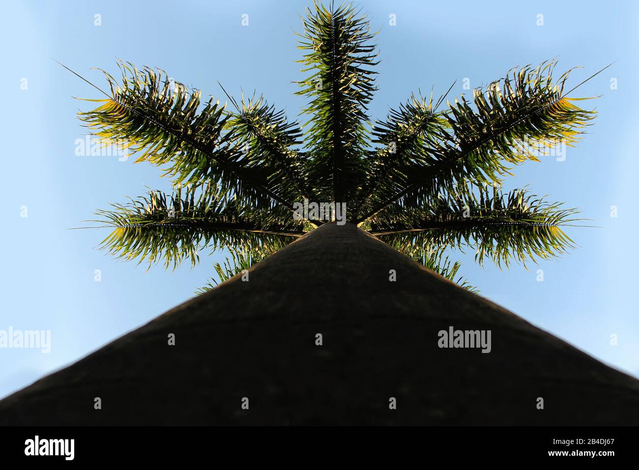 Upward view of palm trees against blue sky - South America, Brazil ...