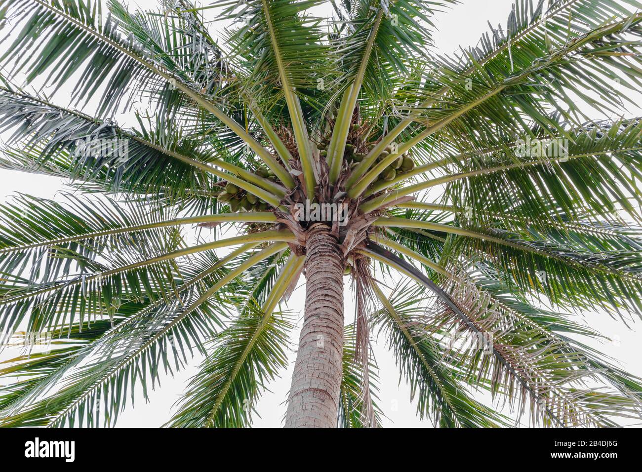 Coconut tree wallpaper hi-res stock photography and images - Alamy