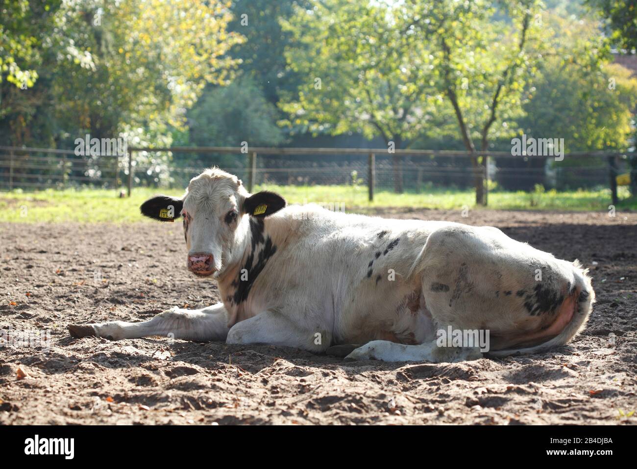 White cow lies on the ground hi-res stock photography and images - Alamy