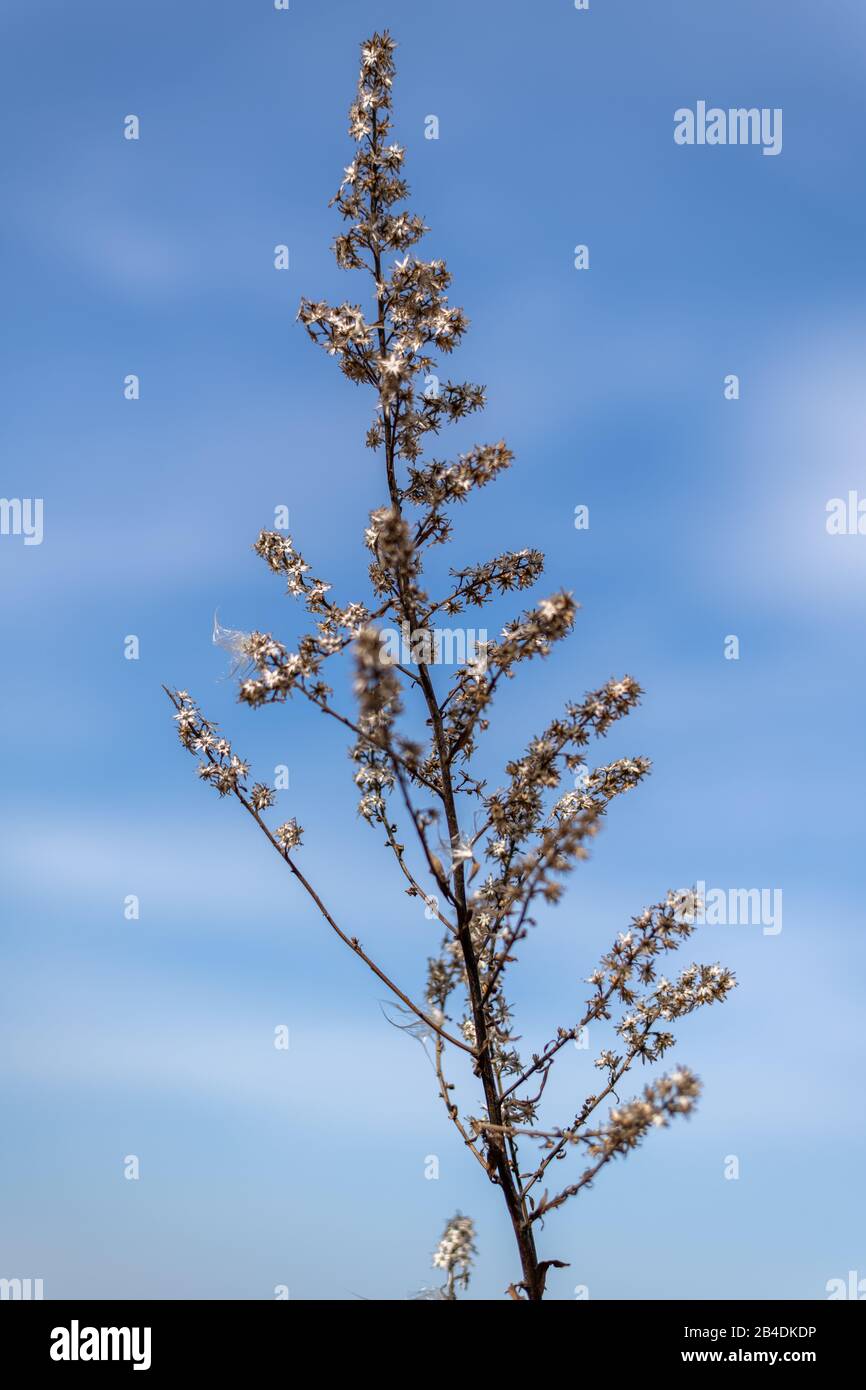 Plant environment hi-res stock photography and images - Alamy
