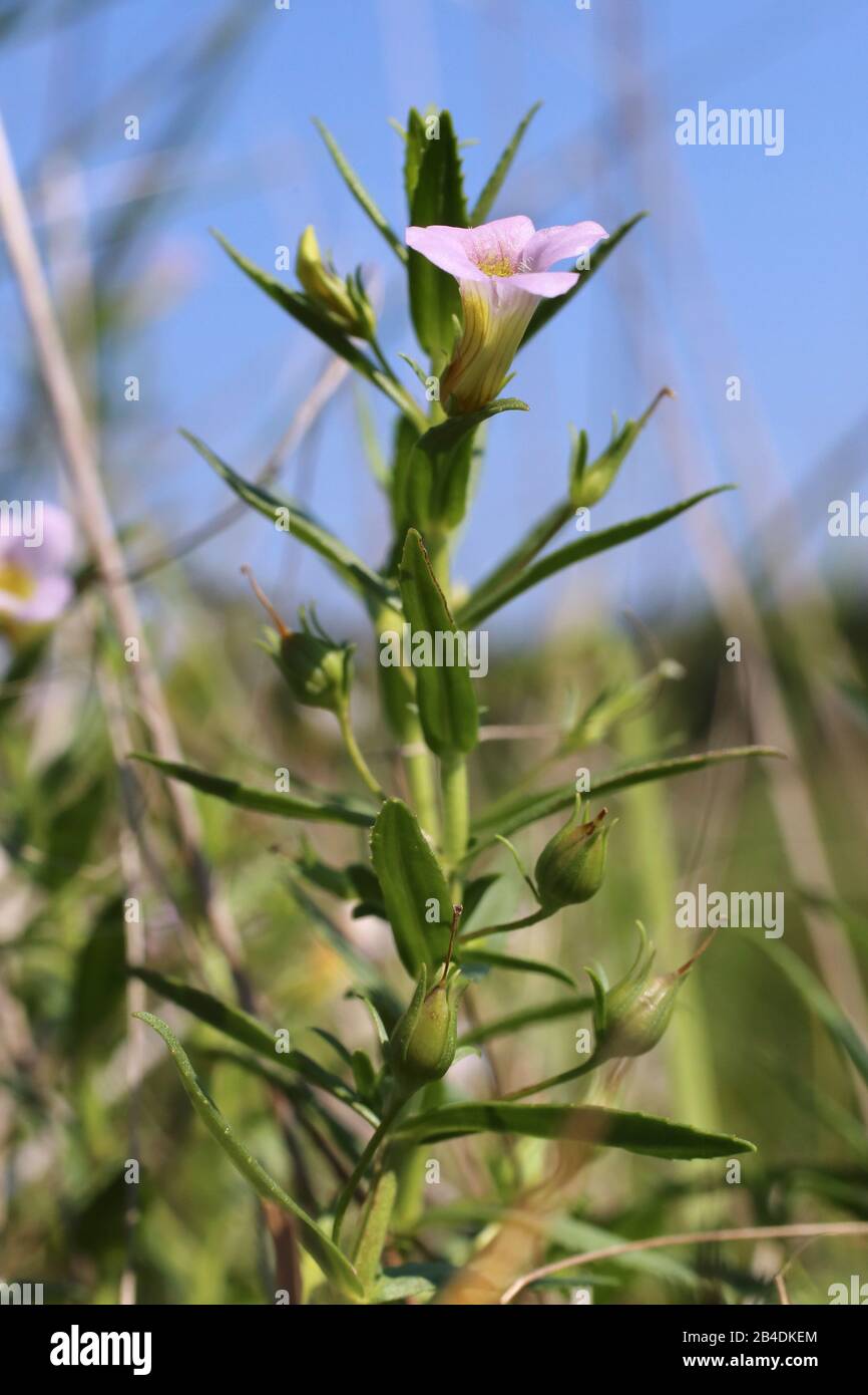 Wild plant shot in hi-res stock photography and images - Alamy