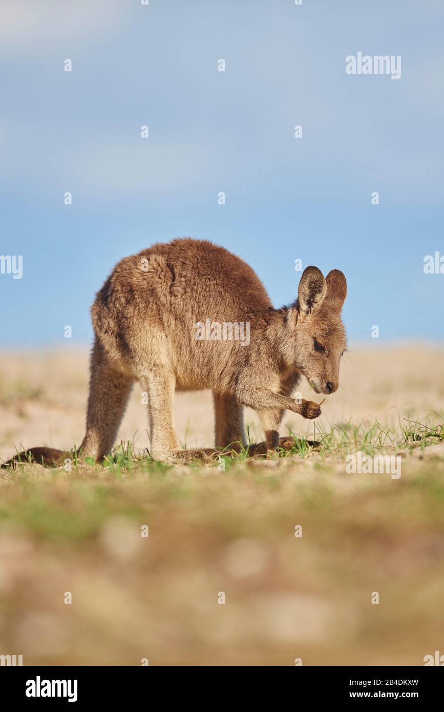 Eastern Grey Giant Kangaroo (Macropus giganteus), beach, lateral ...