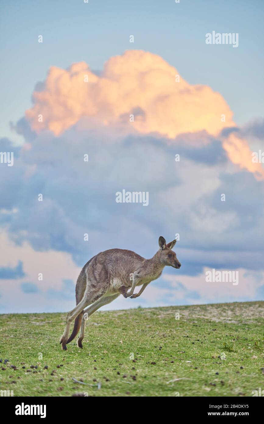 Running kangaroo australia hi-res stock photography and images - Alamy