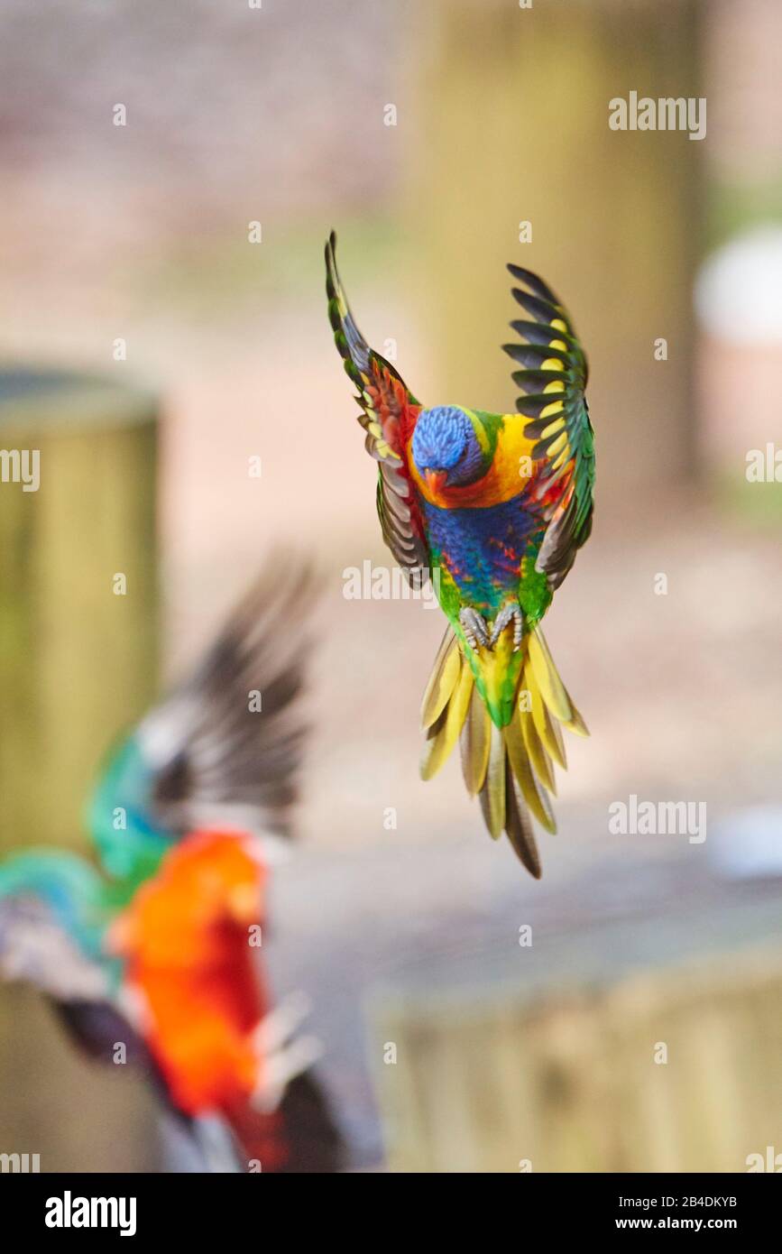 All-color lory or Wedge-tailed Lorikeet (Trichoglossus haematodus) in a ...