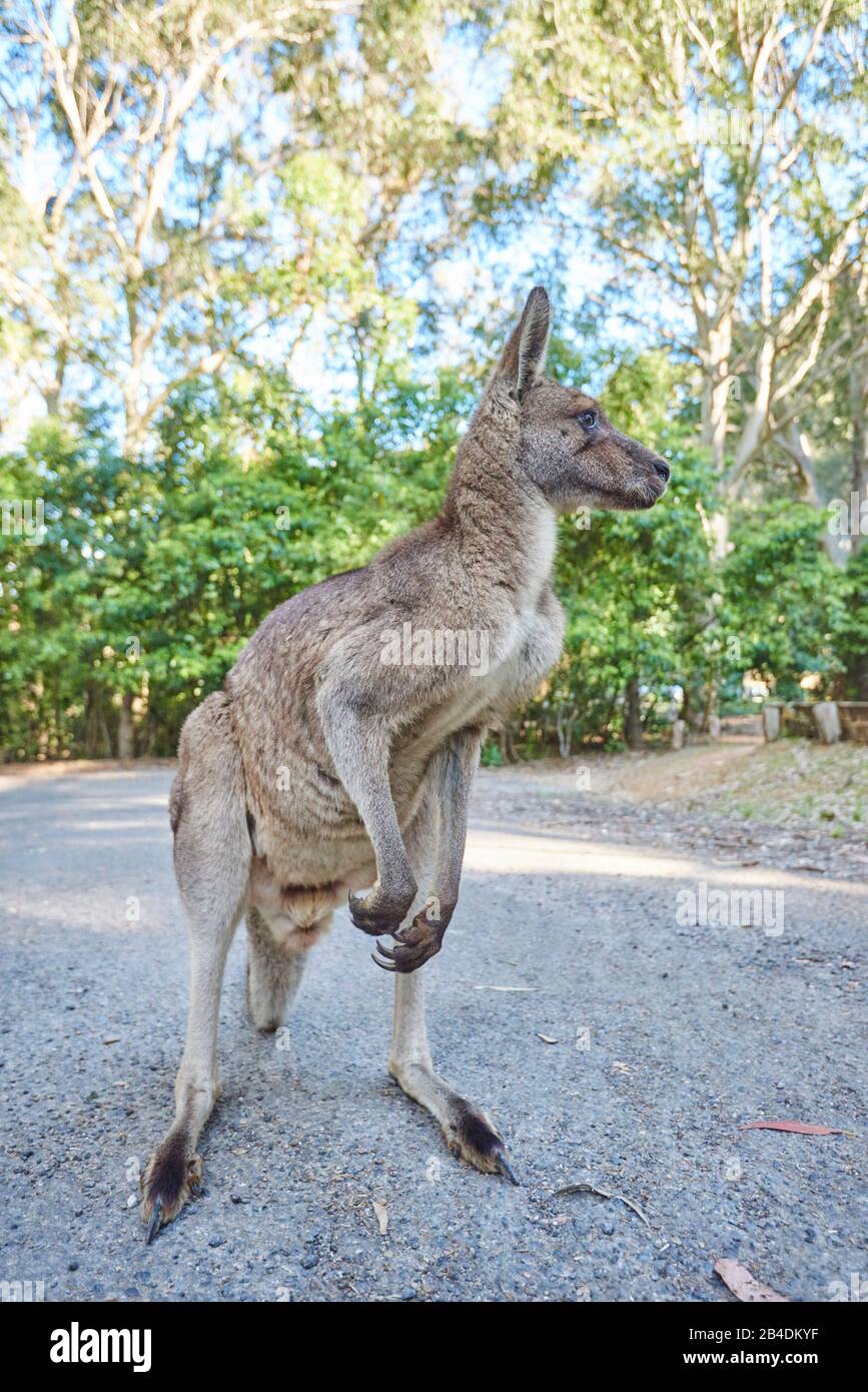 Eastern Grey Giant Kangaroo (Macropus giganteus), lateral, standing ...