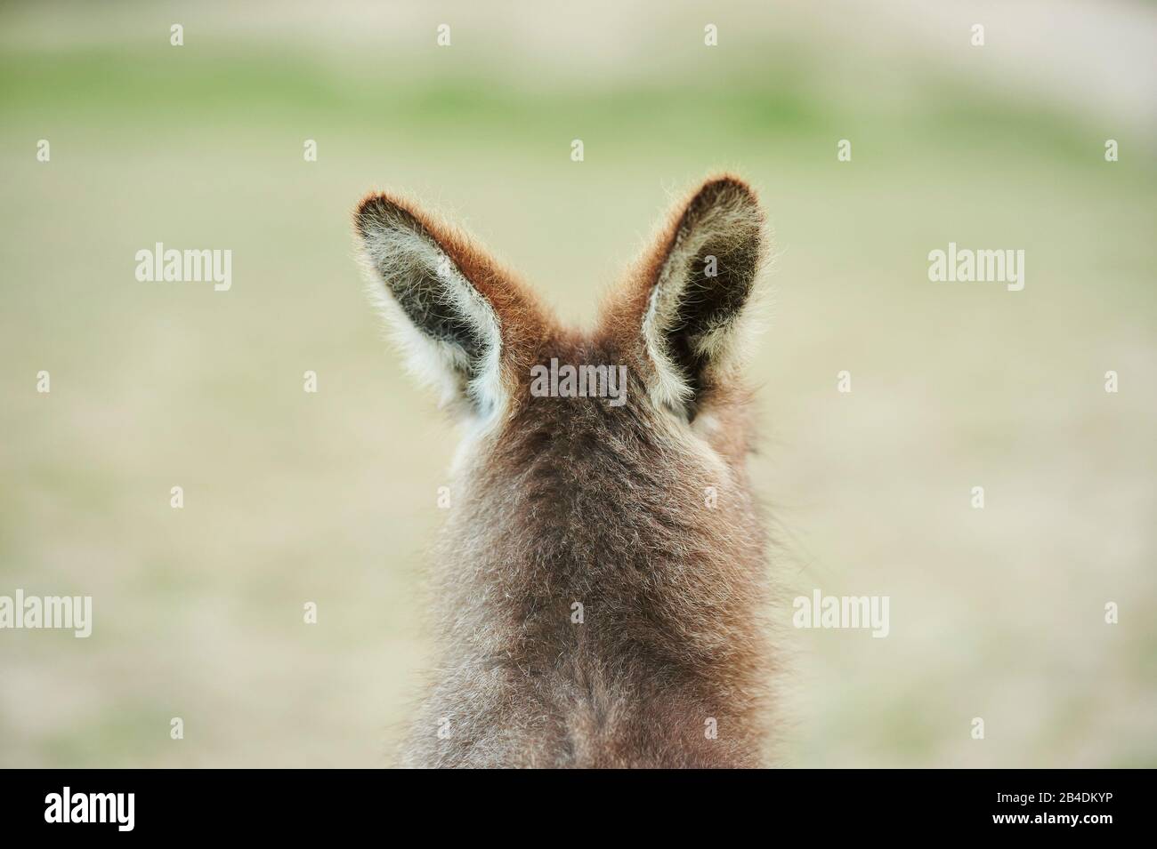 Eastern gray giant kangaroo (Macropus giganteus), ears from behind ...