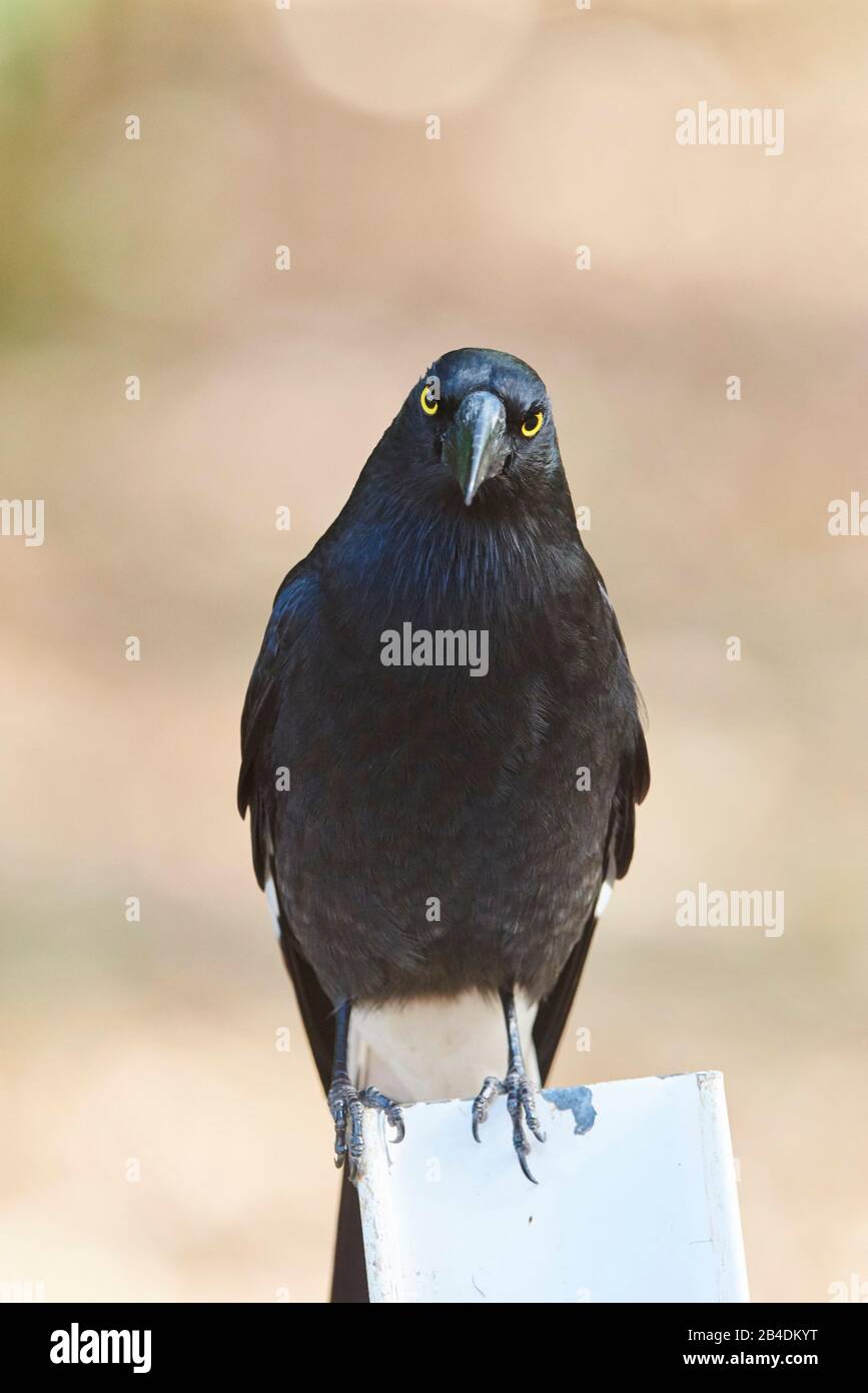 Full frontal view hi-res stock photography and images - Alamy