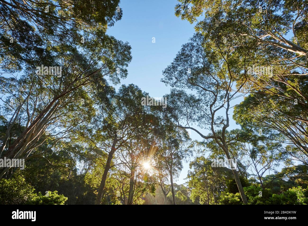 Landscape, Eucalyptus forest (Eucalyptus Ranges) at Pebbly Beach in ...