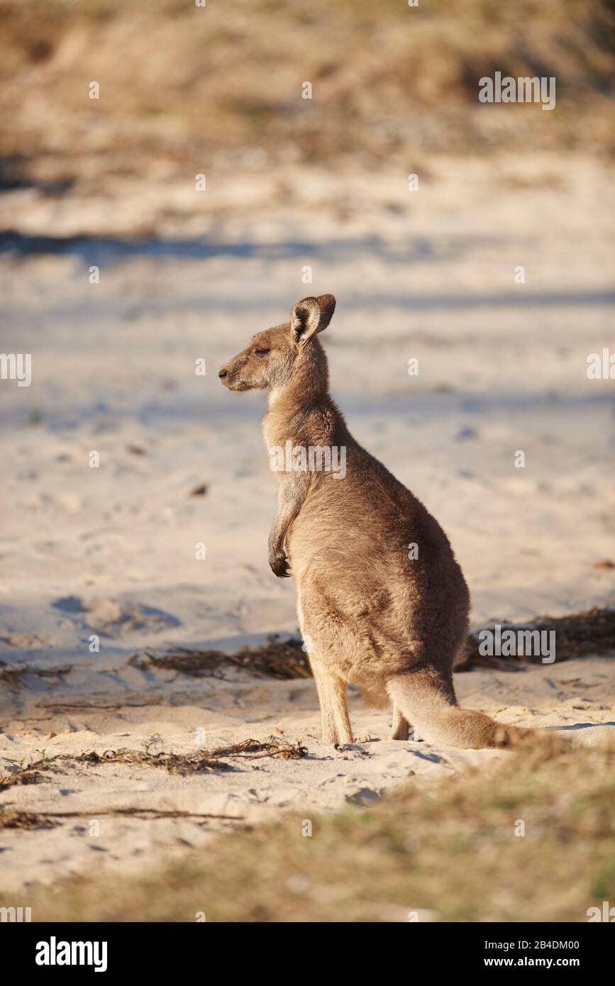 Eastern Grey Giant Kangaroo (Macropus giganteus), beach, lateral ...