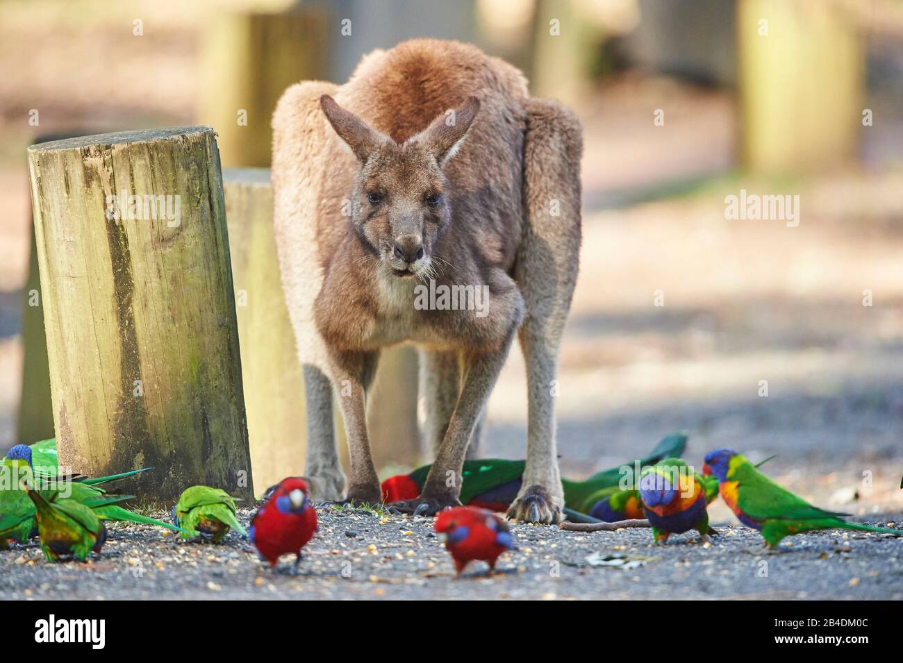Eastern gray giant kangaroo (Macropus giganteus), standing between ...