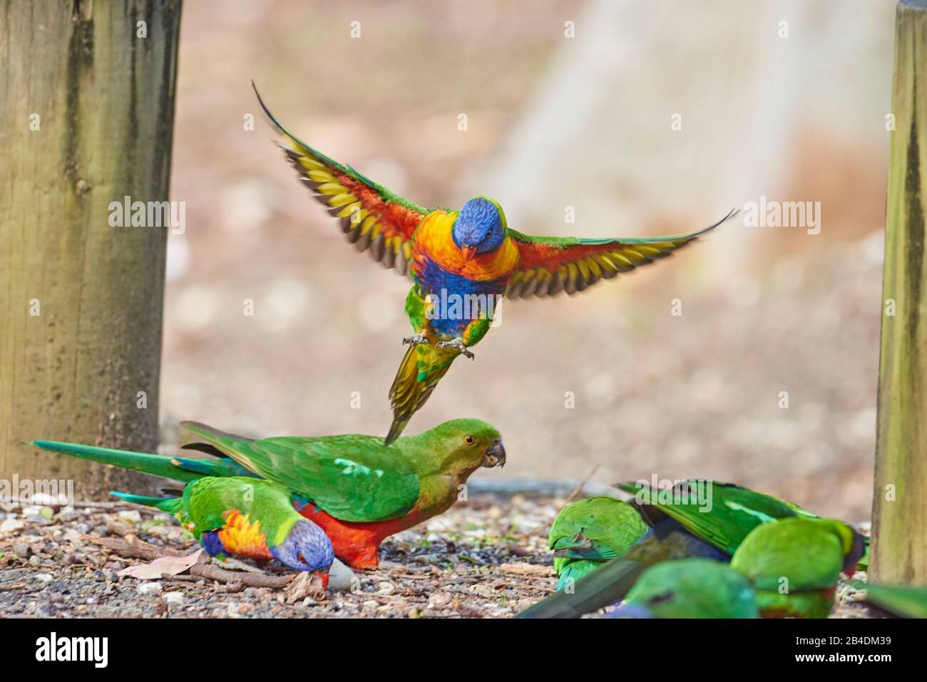 Flying to australia hi-res stock photography and images - Alamy