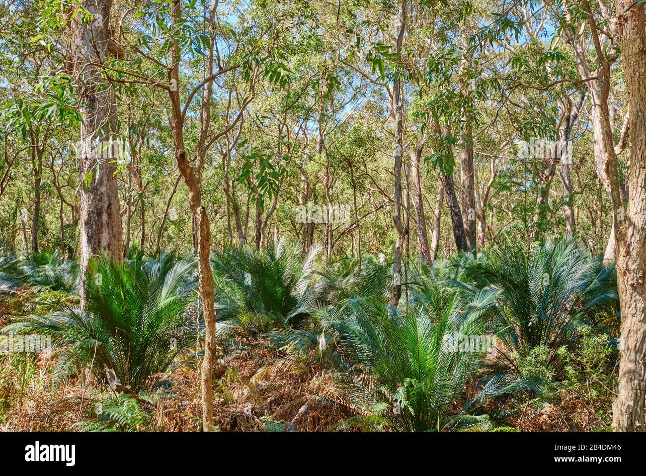 Eucalyptus forest hi-res stock photography and images - Alamy