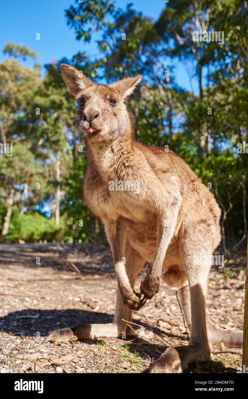Eastern Gray Kangaroo (Macropus giganteus), meadow, sideways, standing ...