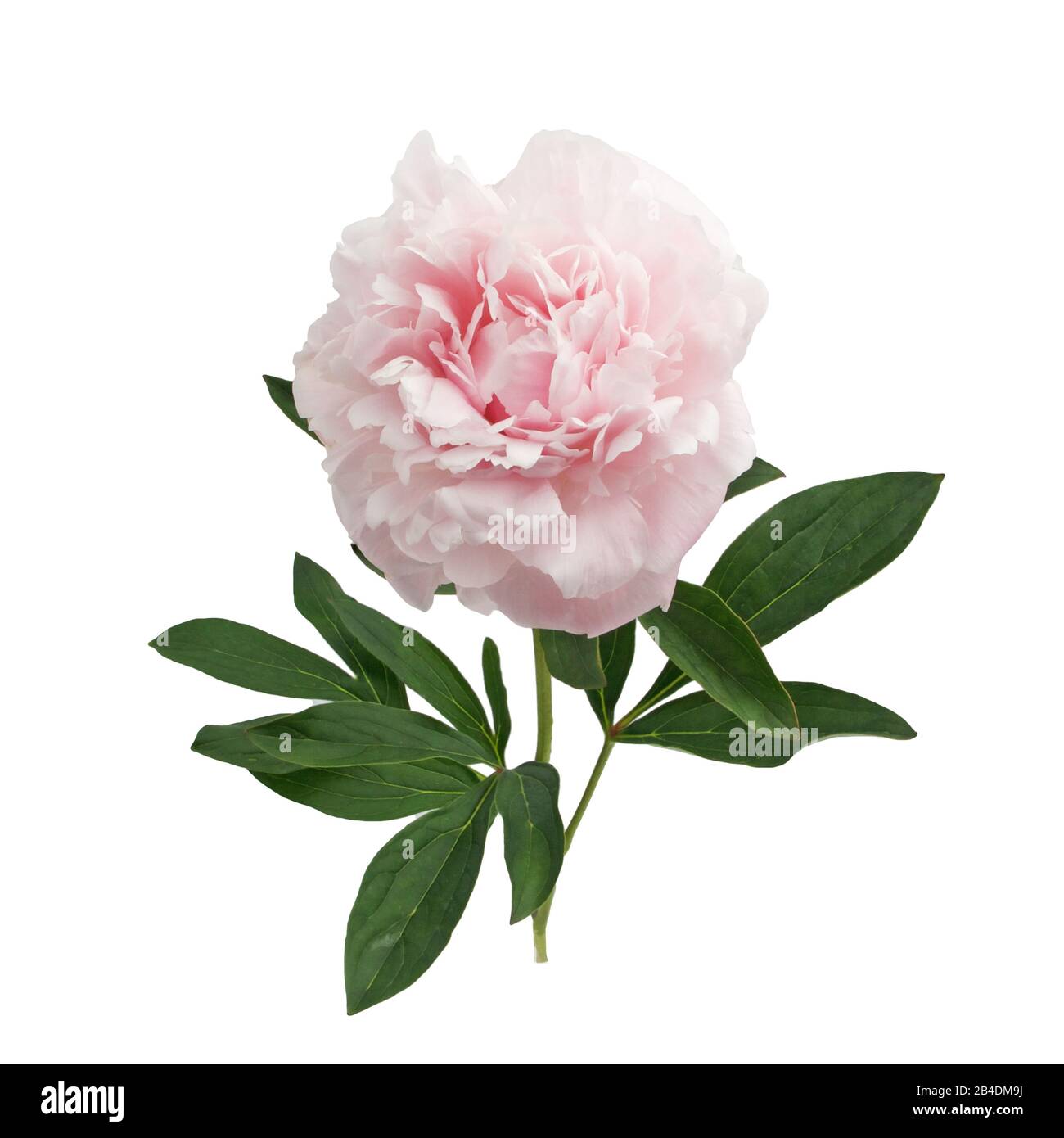 Colorful peonies isolated white in beautiful style. Pink fresh peonies ...