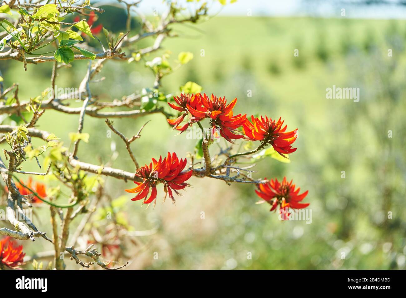 Coral tree erythrina a sykesii hi-res stock photography and images - Alamy