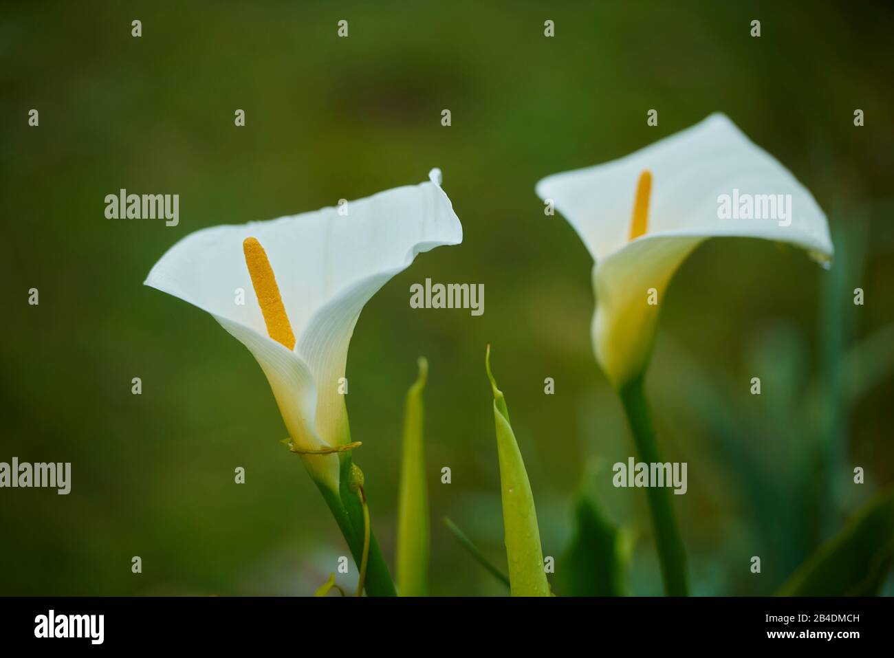 Serpent root, dragon root or Marsh Calla (Calla palustris), flower ...