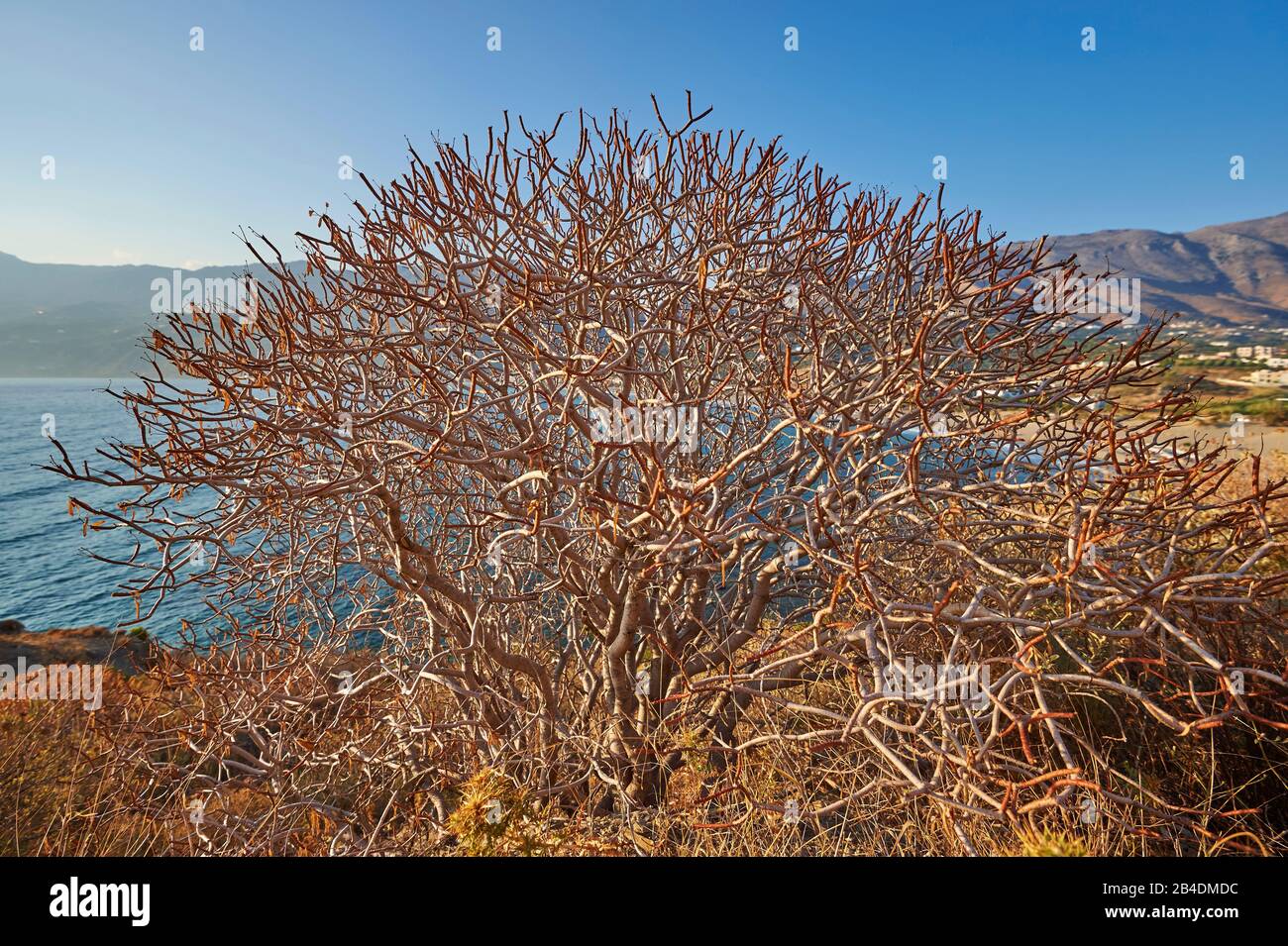 Landscape, vegetation, bushes, shrub, Crete, Greece Stock Photo - Alamy