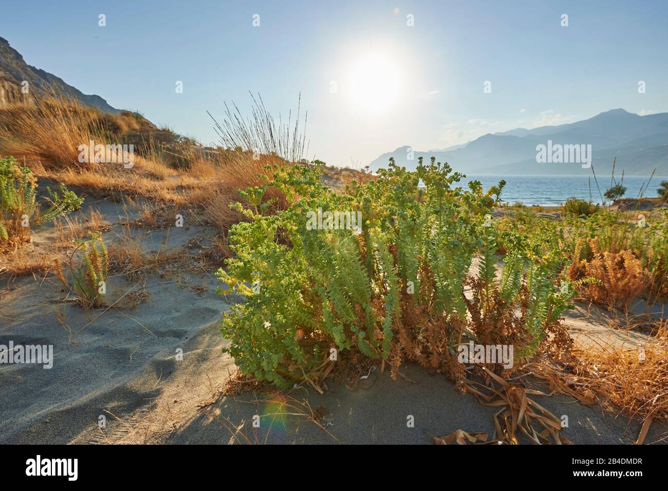 Landscape, vegetation, Crete, Greece Stock Photo - Alamy
