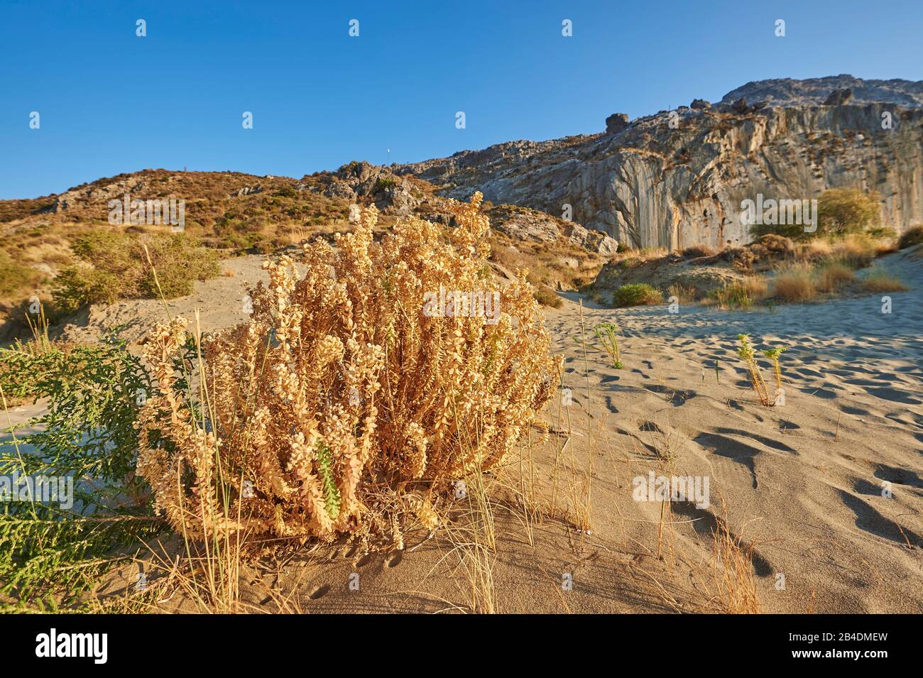 Landscape, vegetation, Crete, Greece Stock Photo - Alamy