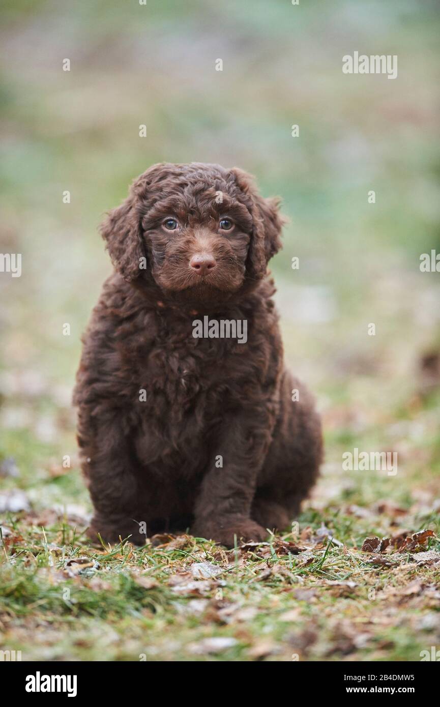 Labradoodle, puppy, meadow, frontal, sitting, view camera Stock Photo ...
