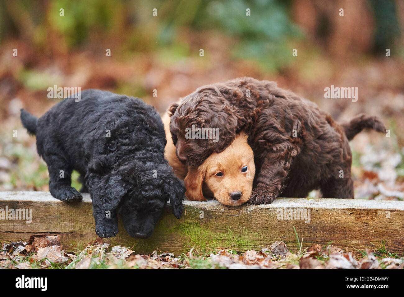 Labradoodle, puppies, meadow, frontal, play, view camera Stock Photo ...