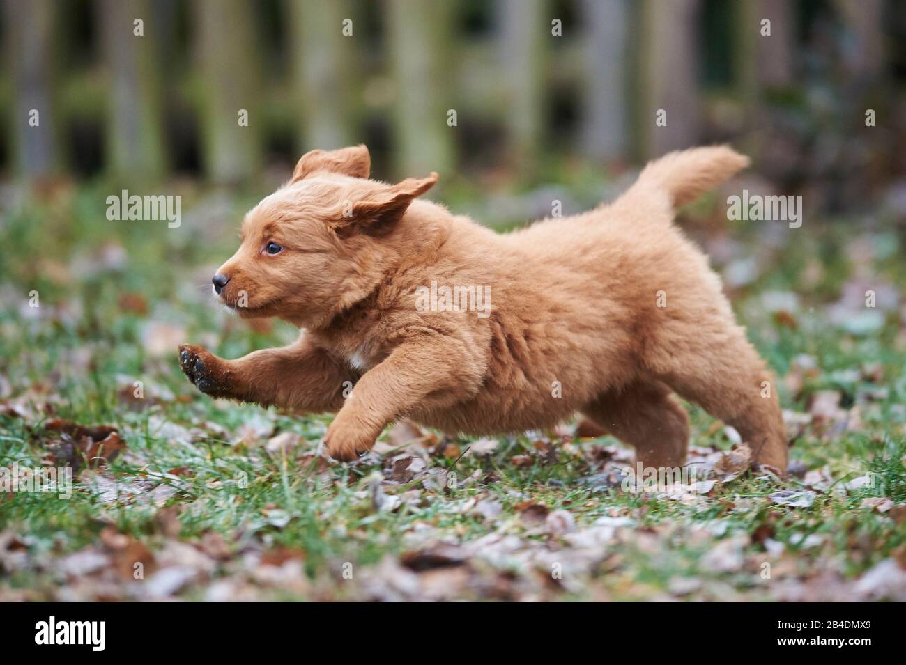Labradoodle side view hi-res stock photography and images - Alamy