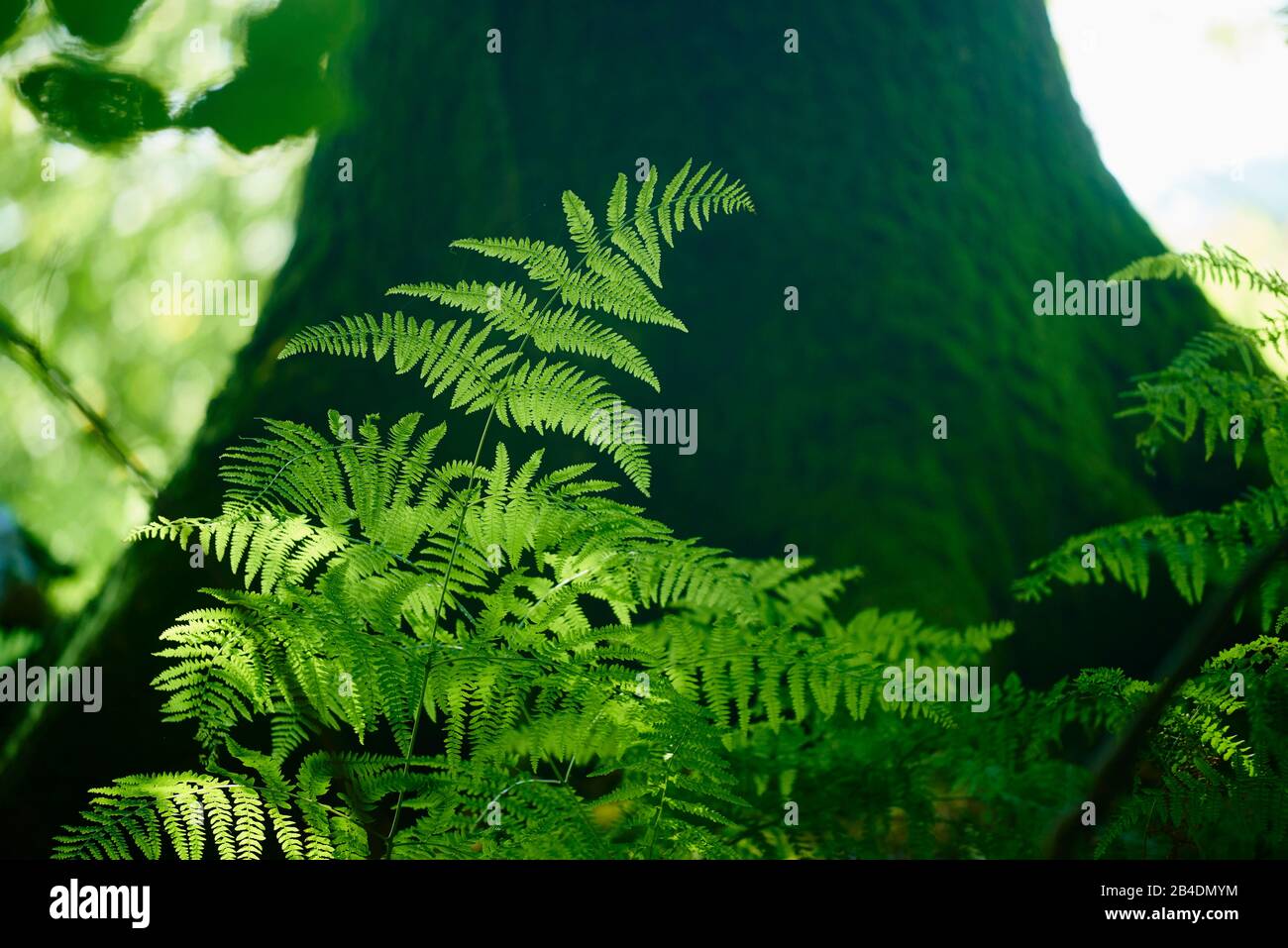 Aspidium filix mas hi-res stock photography and images - Alamy