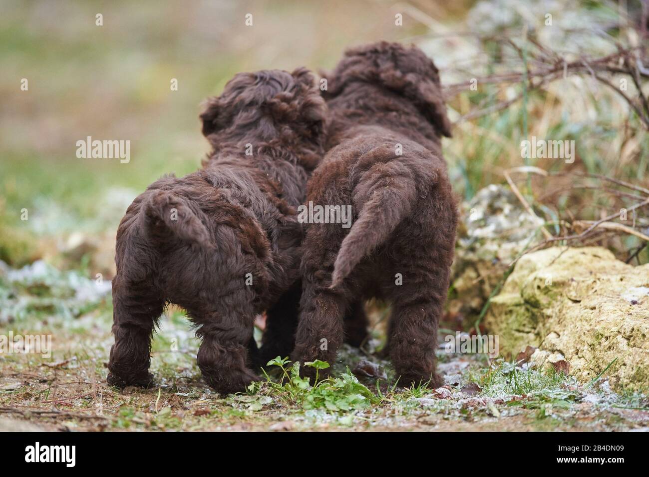 Labradoodle, puppies standing from behind, meadow Stock Photo - Alamy
