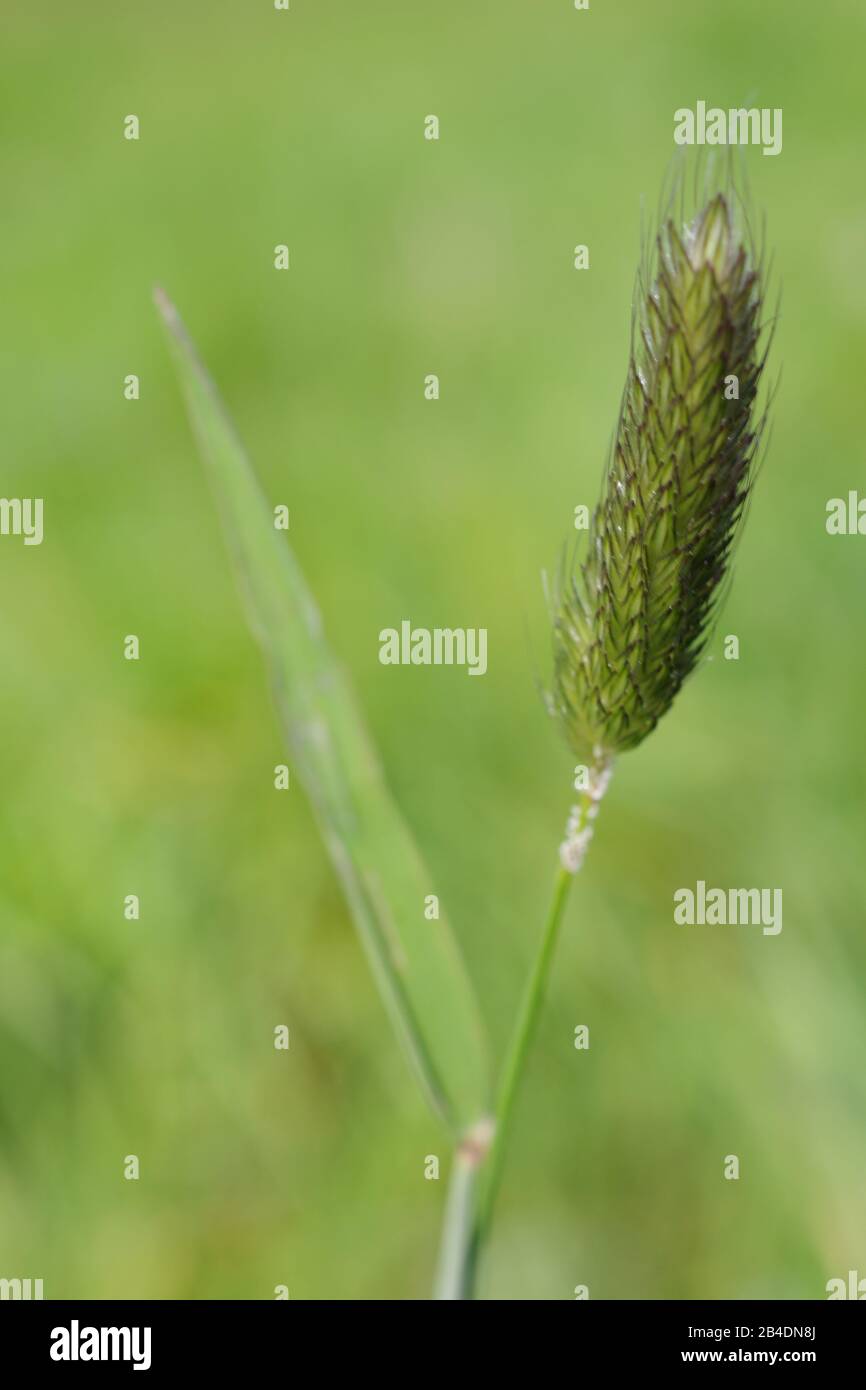 Timothy Grass High Resolution Stock Photography and Images - Alamy