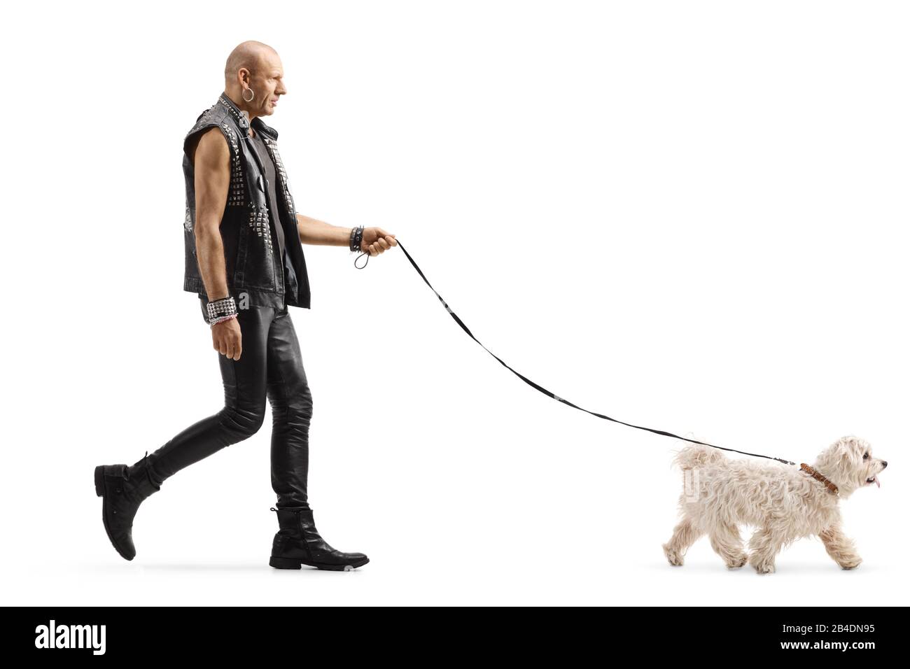 Full length profile shot of a bald punk walking a little white maltese ...