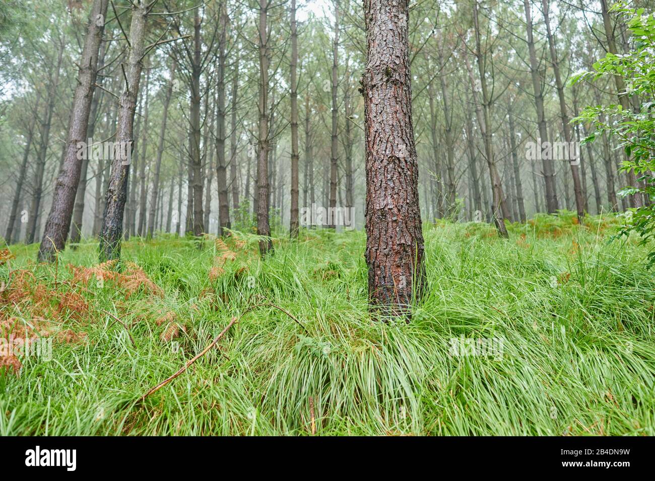 Pine forest, Black Pine, Pinus nigra, Basque Country, Spain Stock Photo ...
