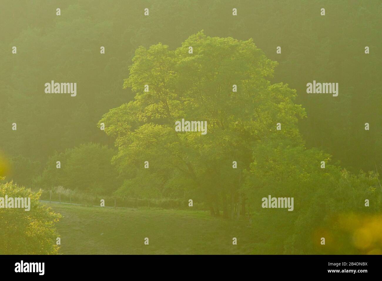 Common Robinia, Robinia pseudoacacia, tree, evening light, summer, Way ...