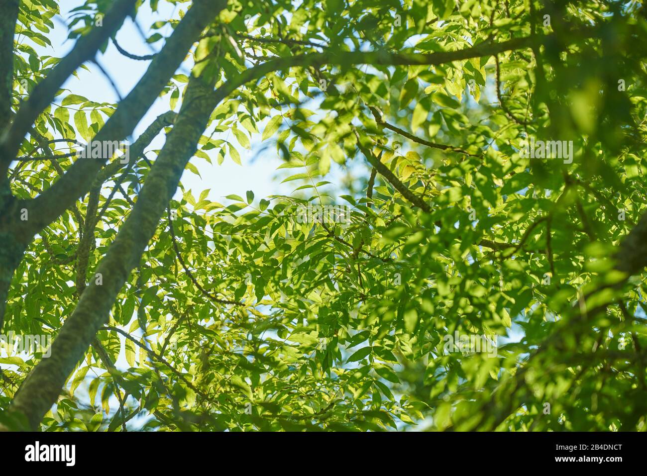 Common Ash, Common Ash, Tall Ash, Fraxinus excelsior, Leaves, Summer ...