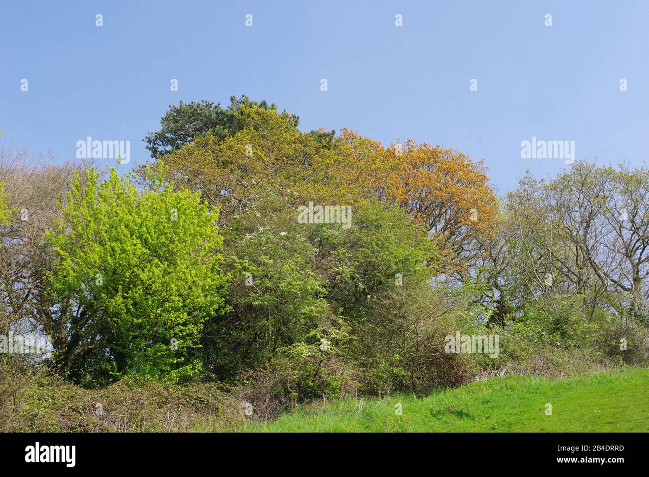 English Oak Trees (Quercus robur) in Spring Foliage on a Sunny Day ...