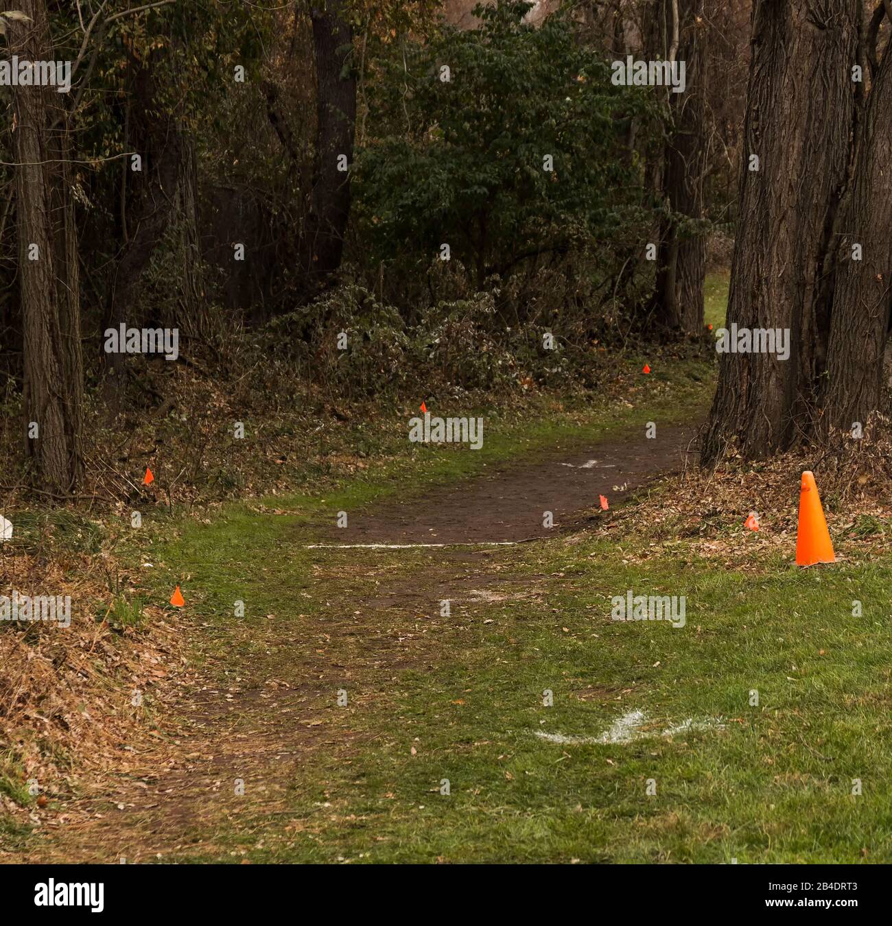 A cros country race course in the woods is marked with arrows, conels ...