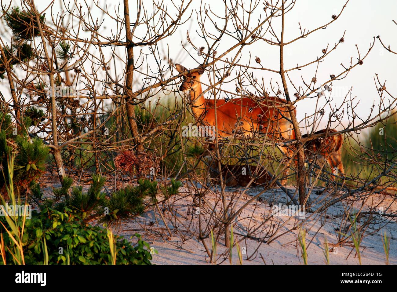 Deer behind trees in the dunes at Fire Island, Long Island Stock Photo ...