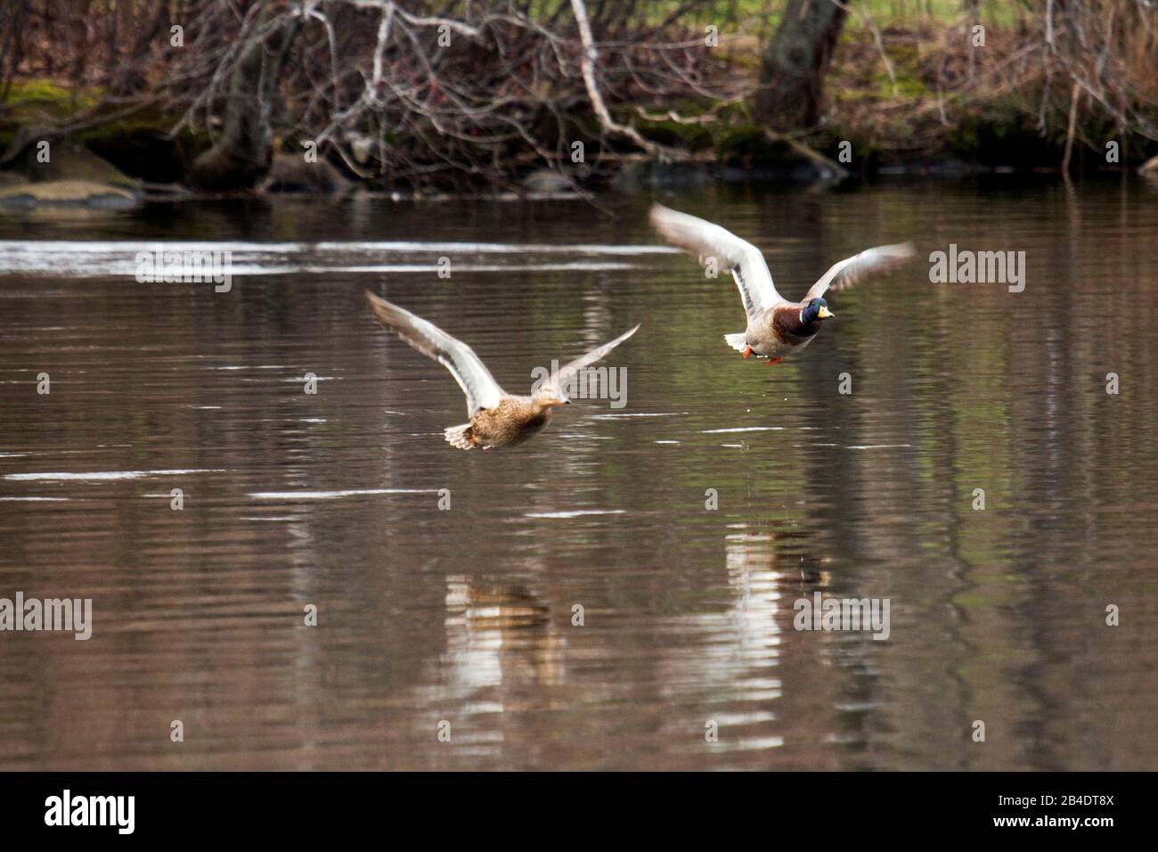 Birds flying low over water hi-res stock photography and images - Alamy