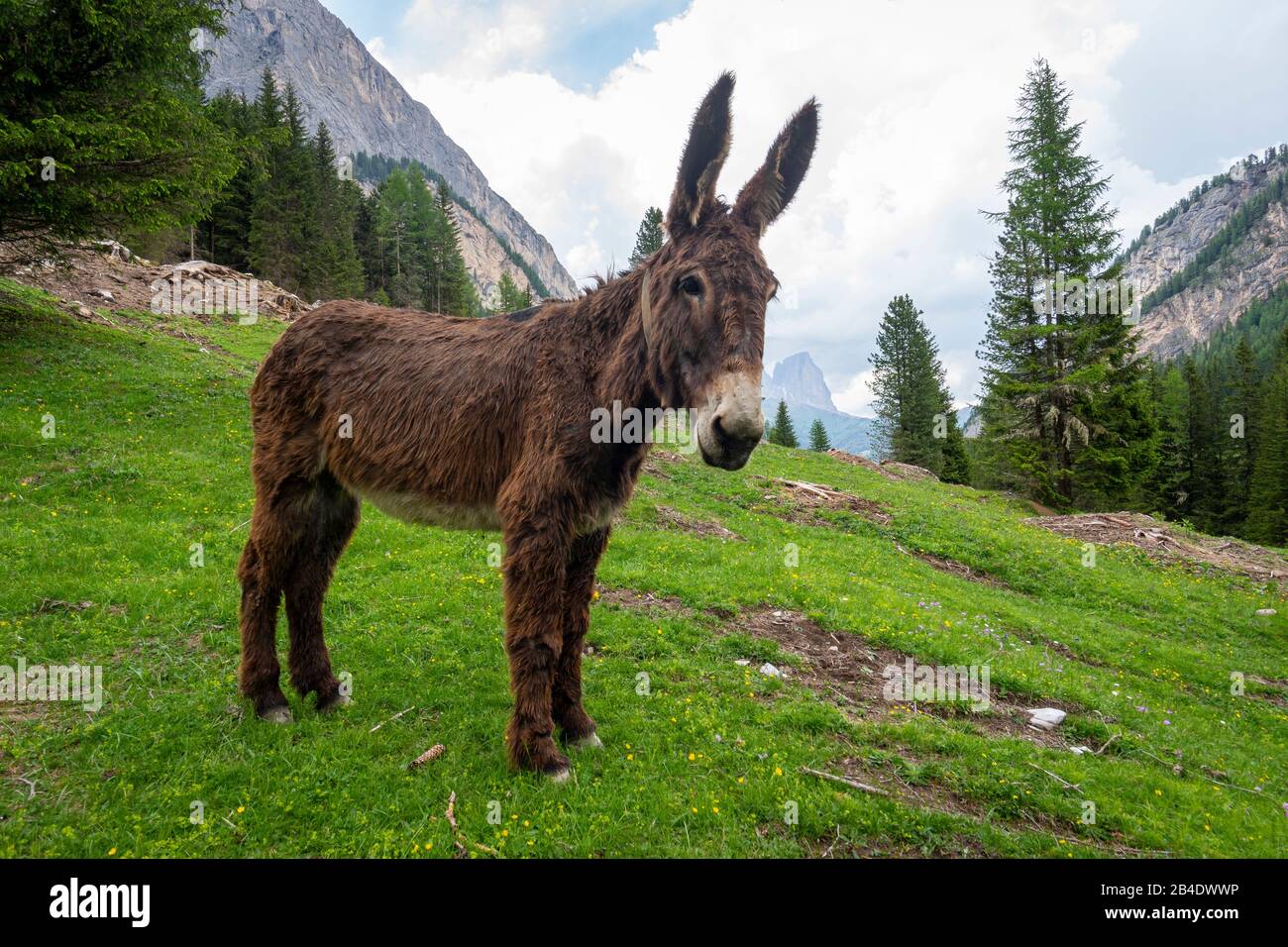 Donkey in the Val Contrin. Dolomites. Italy Stock Photo - Alamy