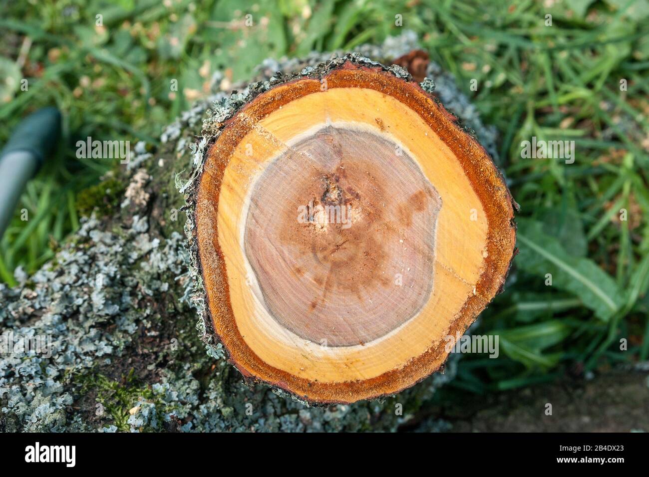 Cross Section Of A Tree Branch