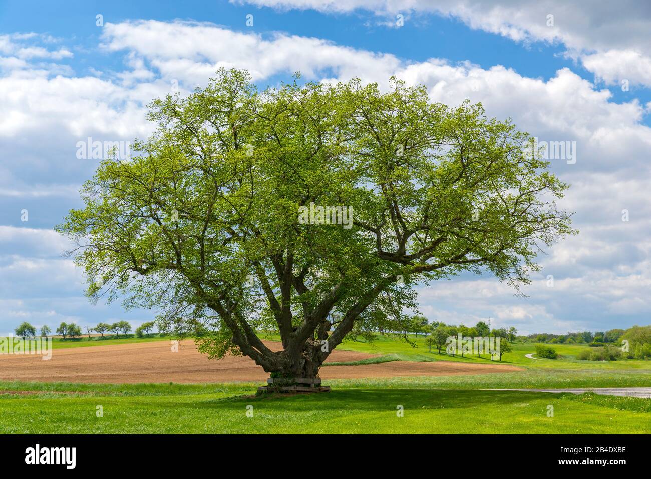 Linde hi-res stock photography and images - Alamy